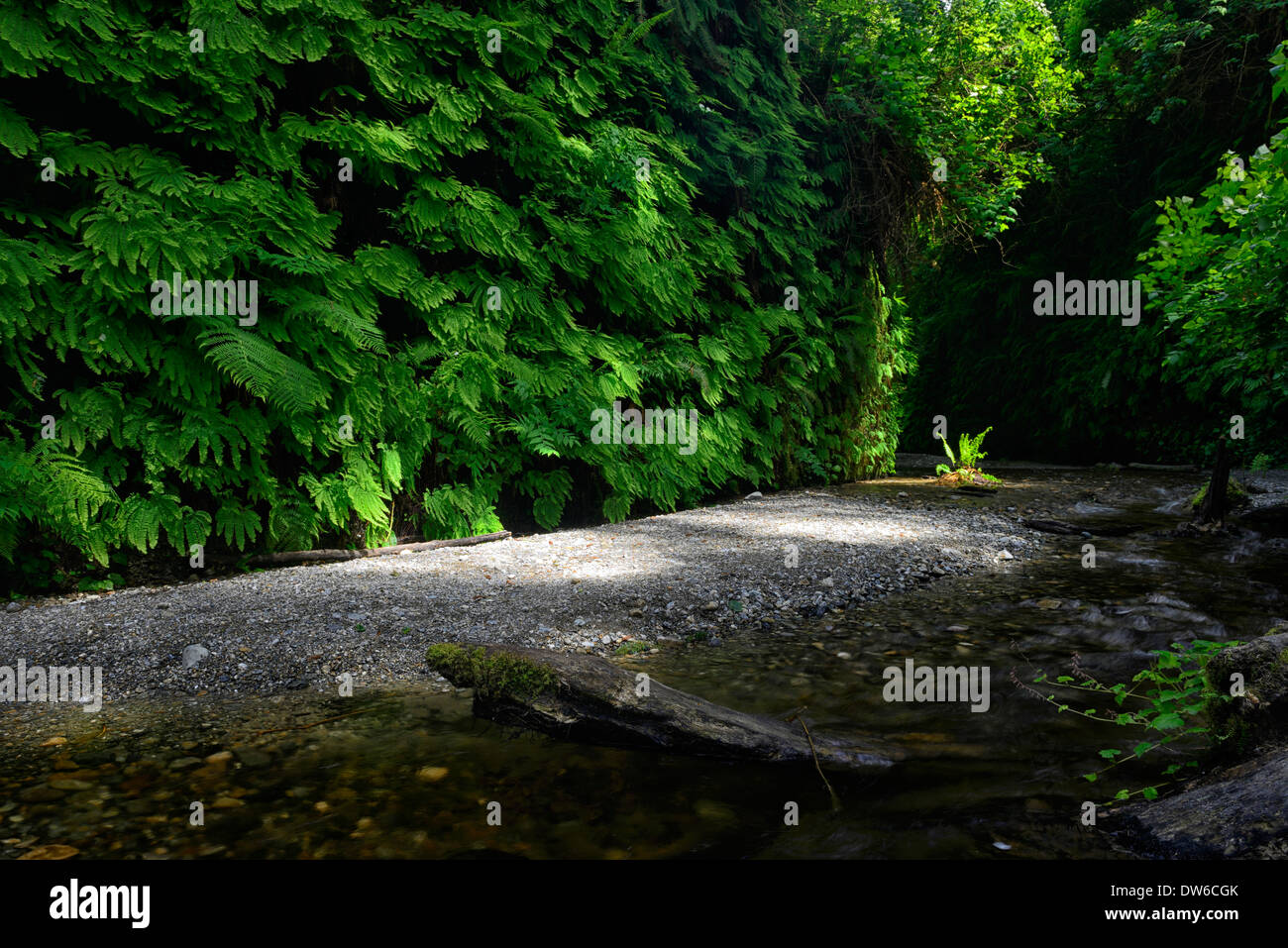 Ferns and moss hi-res stock photography and images - Alamy