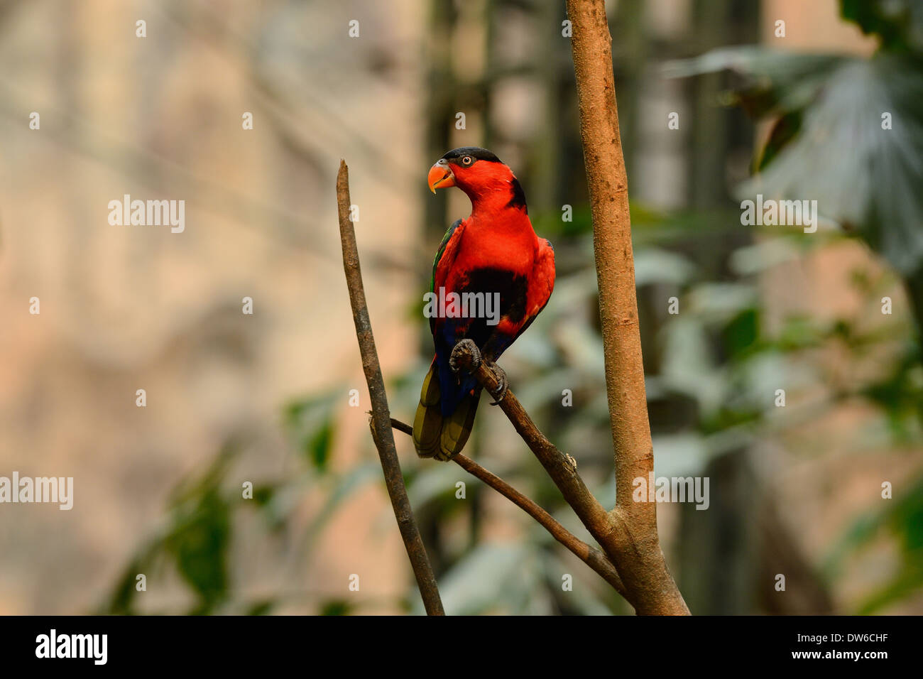 beautiful Black-capped Lory (Lorius lory) at tree top Stock Photo - Alamy