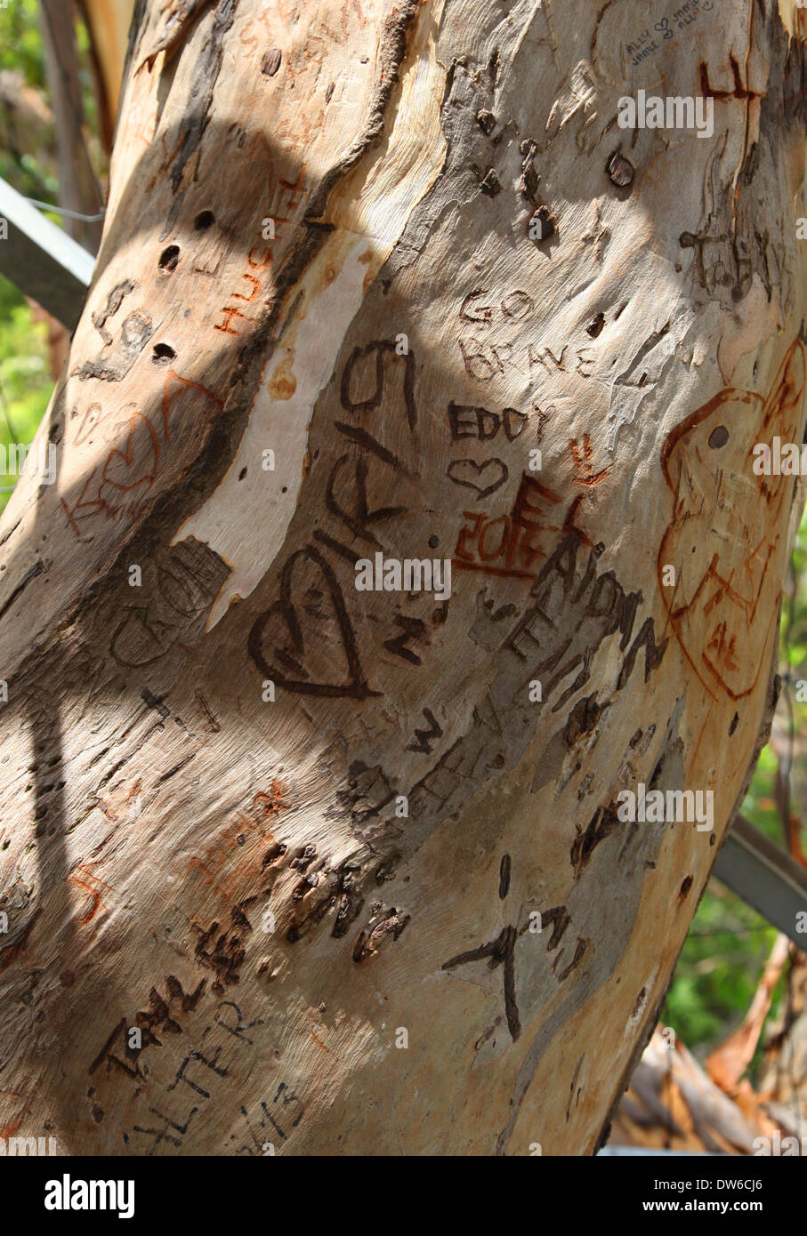 Karri tree Gloucester National Park Stock Photo - Alamy