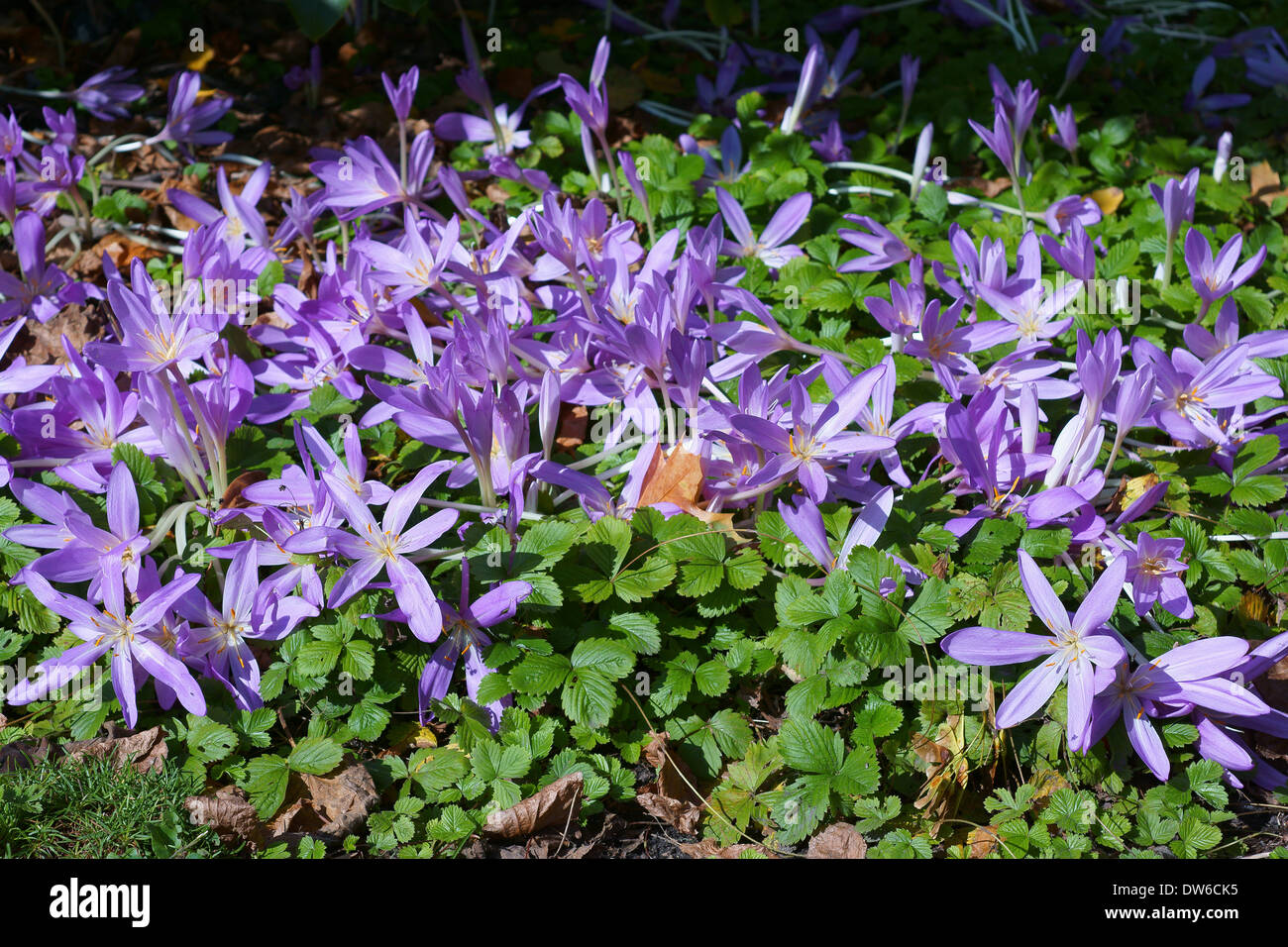 Purple autumn crocuses Colchicum autumnale Stock Photo - Alamy