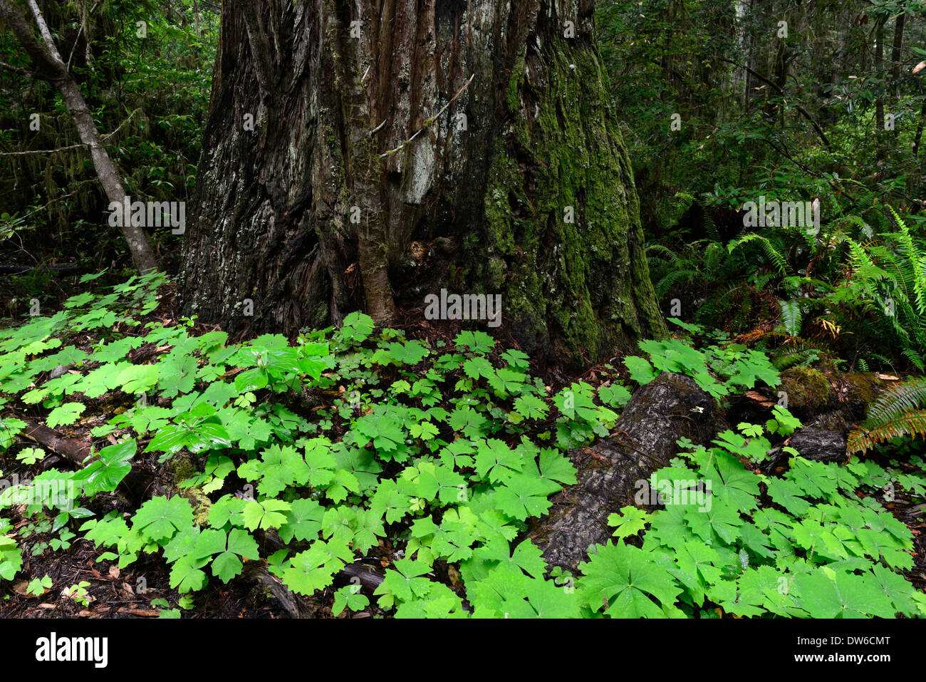Redwood forest floor hi-res stock photography and images - Alamy