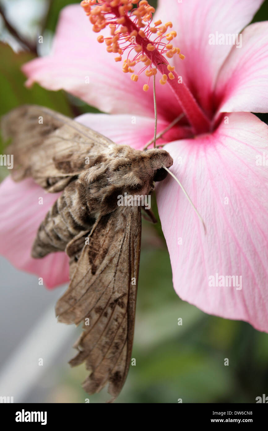 Insect in hibiscus flower hi-res stock photography and images - Alamy