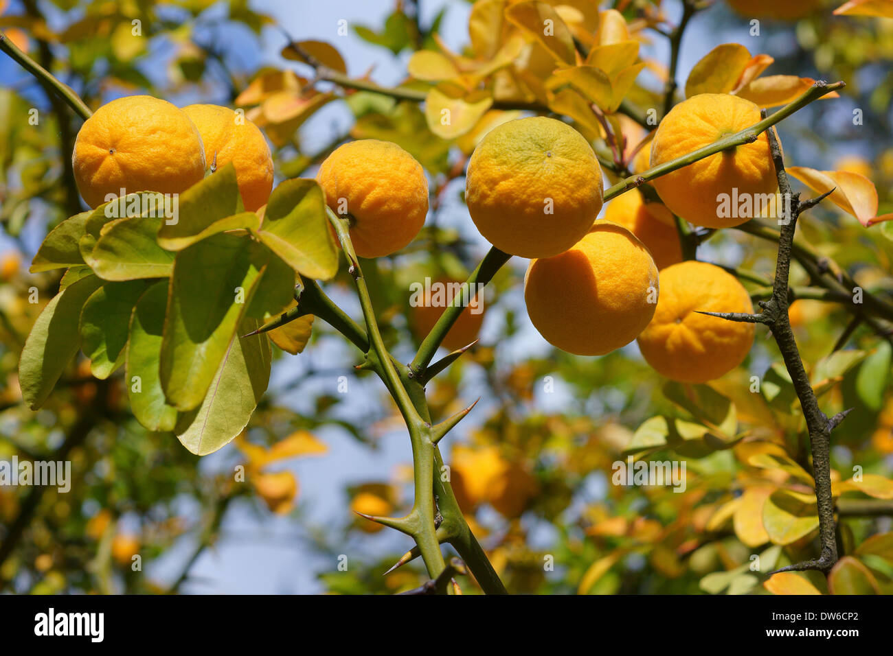Trifoliate orange bitter orange hardy orange fruits Poncirus trifoliata ...