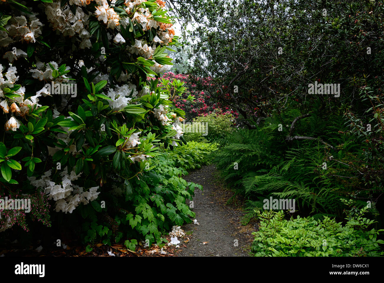 Rhododendron Jean Marie x R. Loder's White Rhododendron Johnny Bender ...