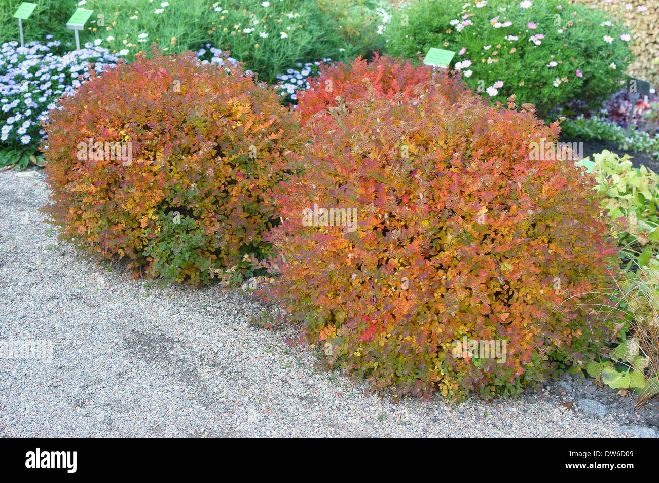 Japanese spiraea "Little princess" bushes turning red in autumn Stock ...