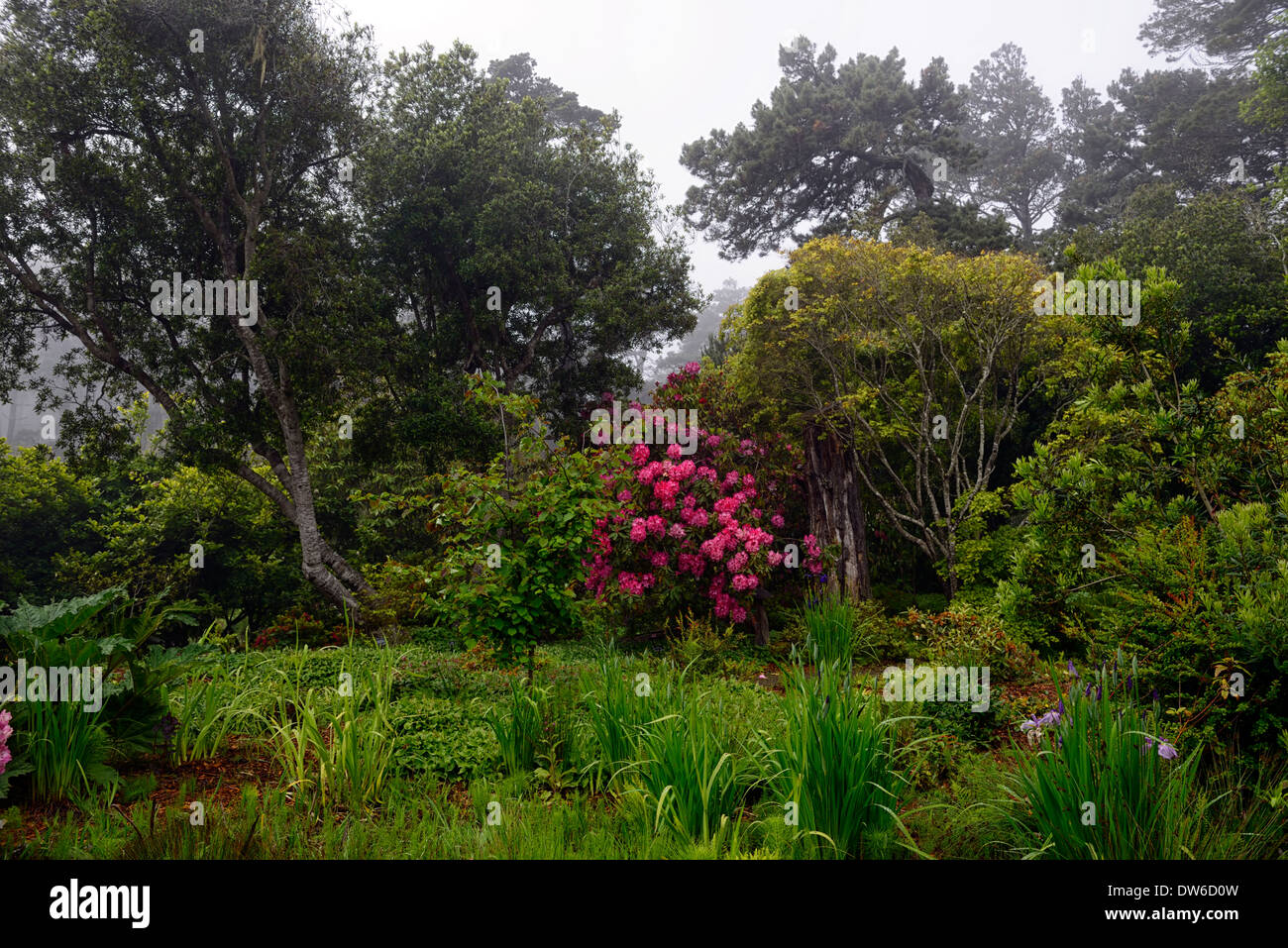 rhododendron flowering blooming the marsh area garden by the sea ...