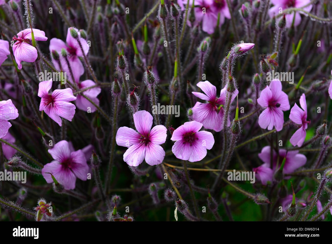 geranium maderense Madeira Cranesbill pink magenta plant plants flower ...