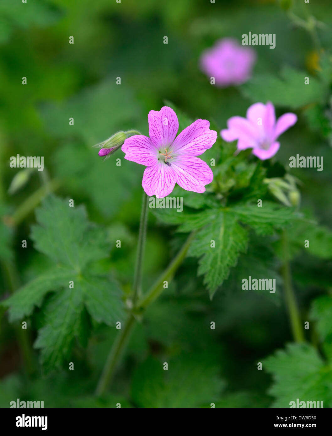 geranium oxonianum claridge druce pink flowers flowering geraniums ...