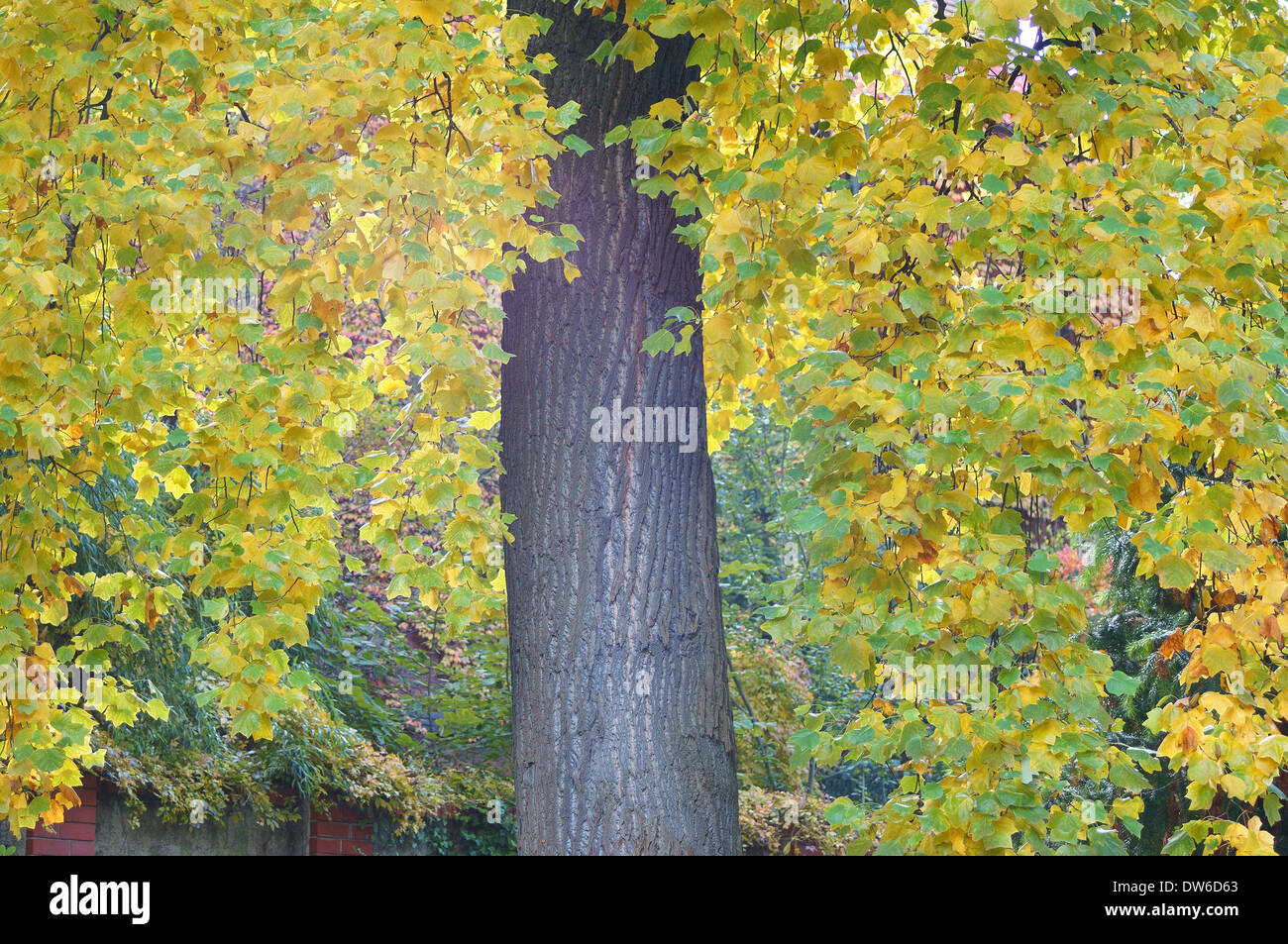 Old tulip tree with yellow autumn leaves Liriodendron tulipifera Stock ...