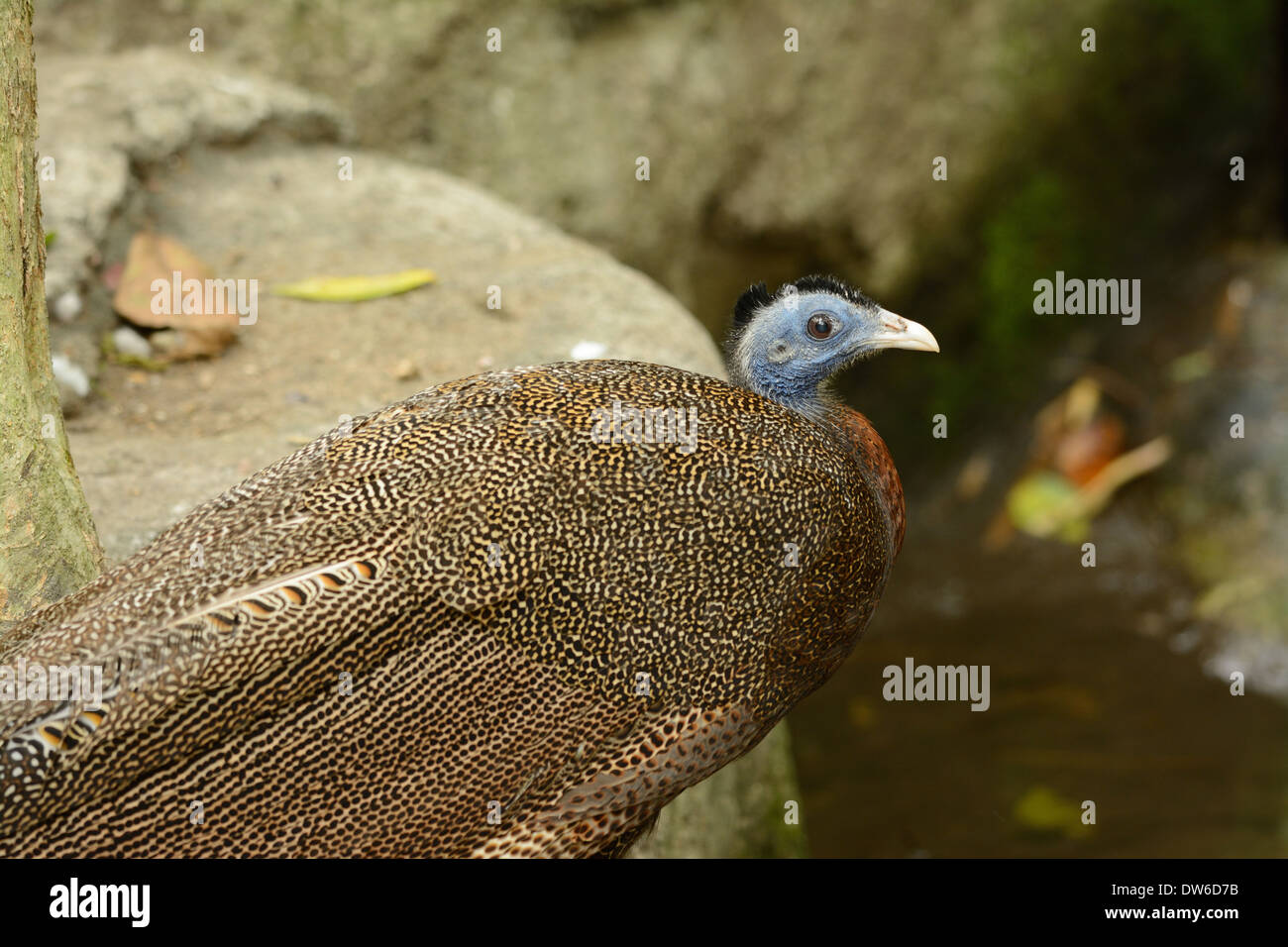 Great argus pheasant hi-res stock photography and images - Alamy