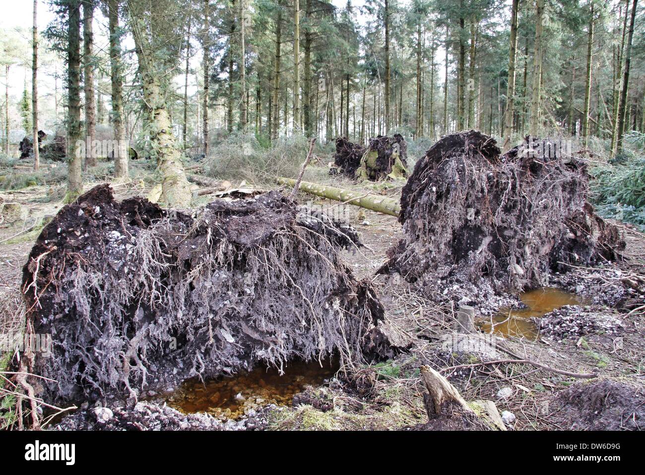 Haldon Forest, Devon, UK. 1st March 2014. Haldon Forest lost over 1000 ...