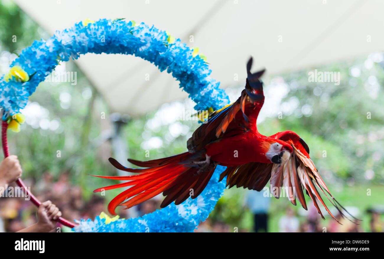 Zoo show birds hi-res stock photography and images - Alamy