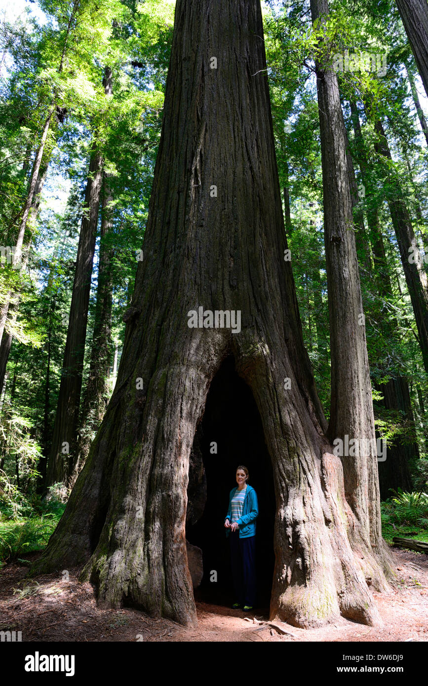 Tree cut out hi-res stock photography and images - Alamy