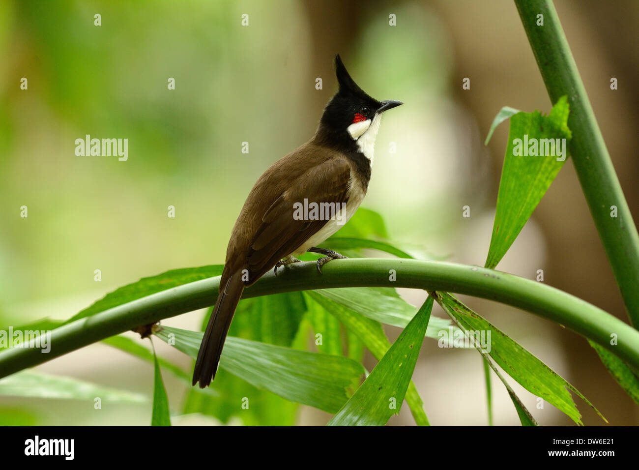 beautiful Red-whiskered Bulbul (Pycnonotus jocosus) resting in branch ...