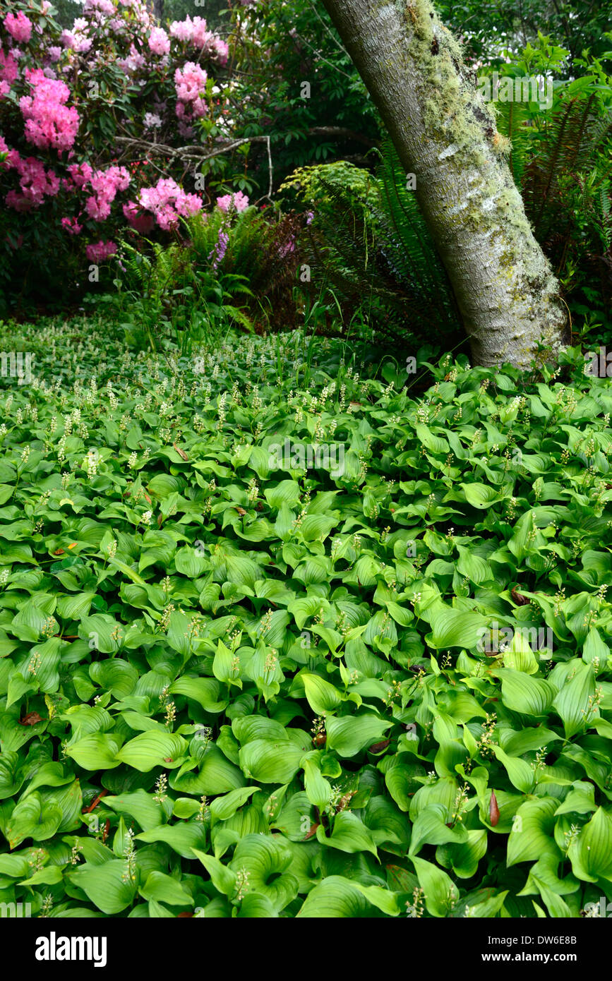 maianthemum dilatatum rhododendron birch tree mix mixed planting ...