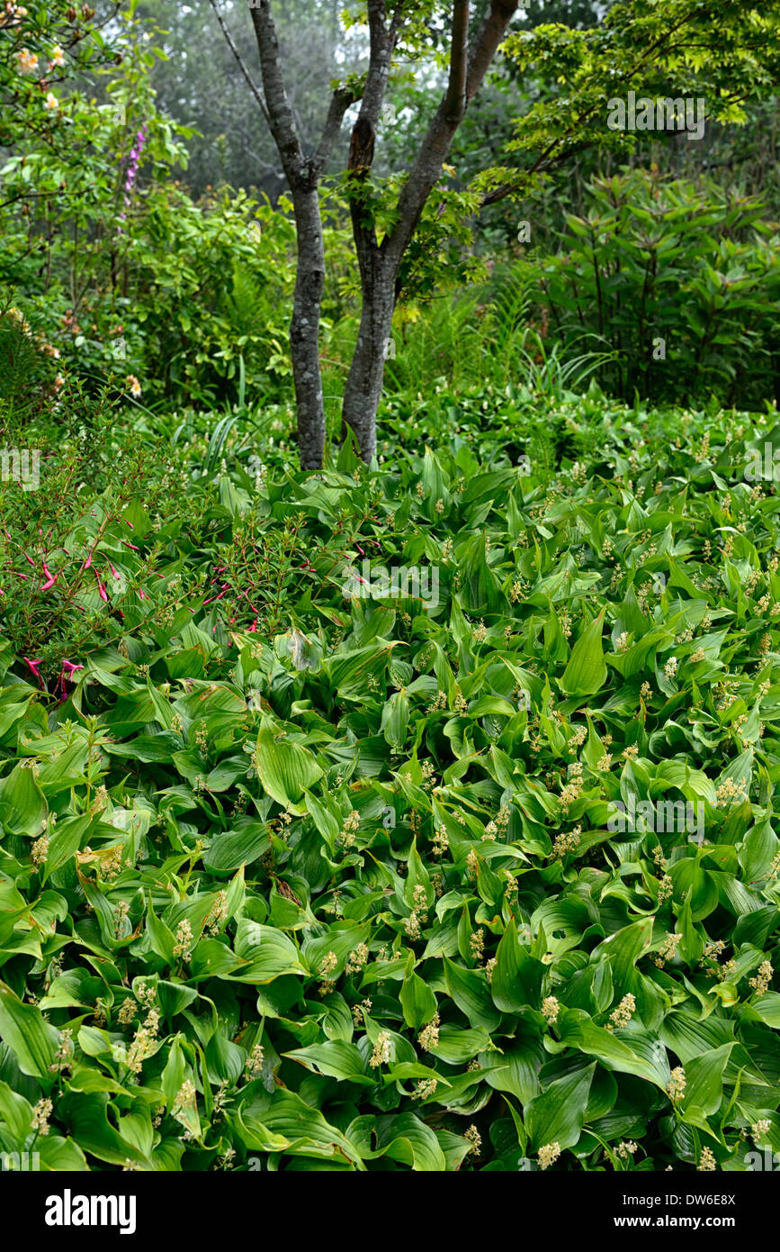 maianthemum dilatatum rhododendron birch tree mix mixed planting ...
