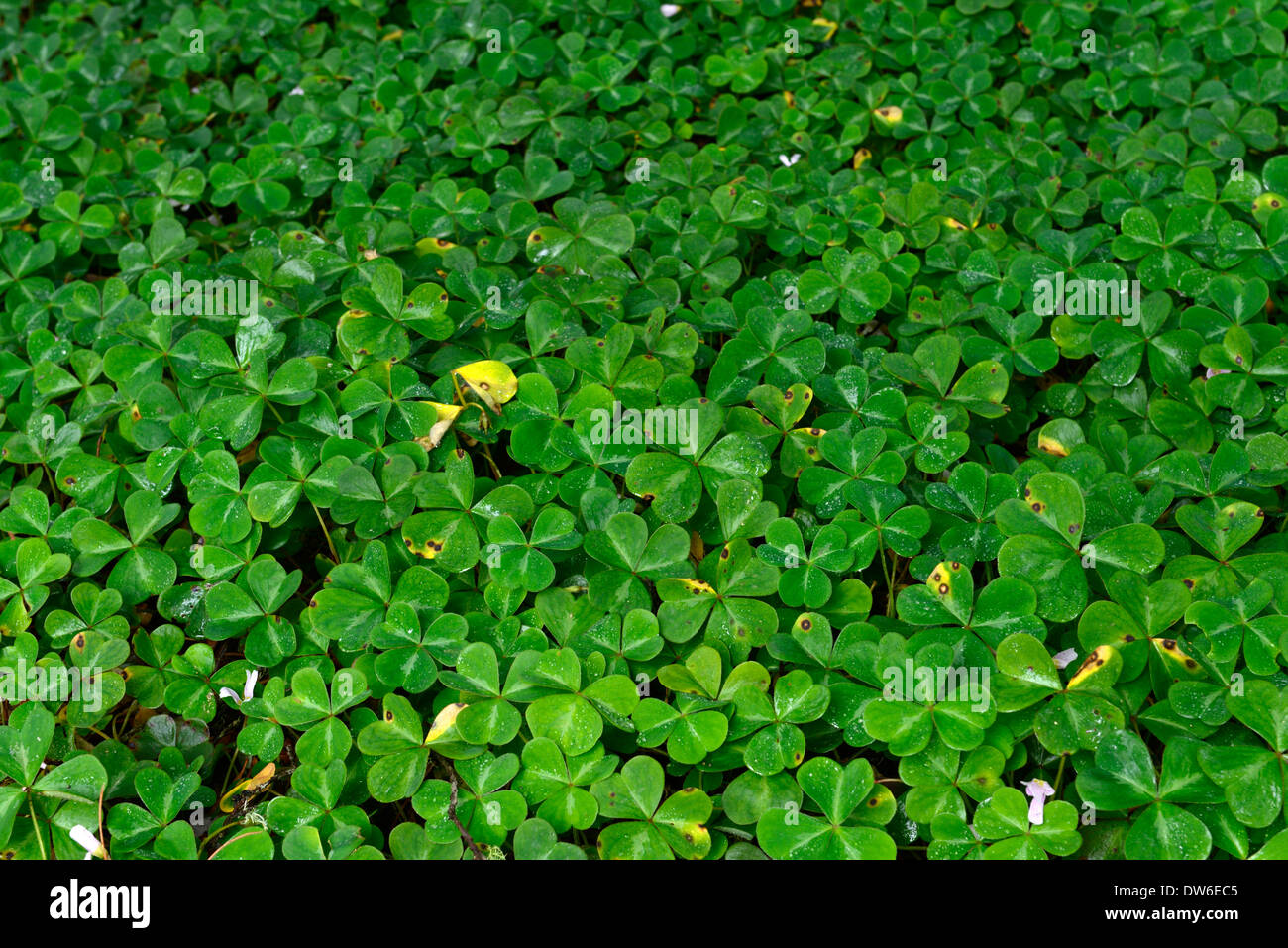 Dense cover hi-res stock photography and images - Alamy