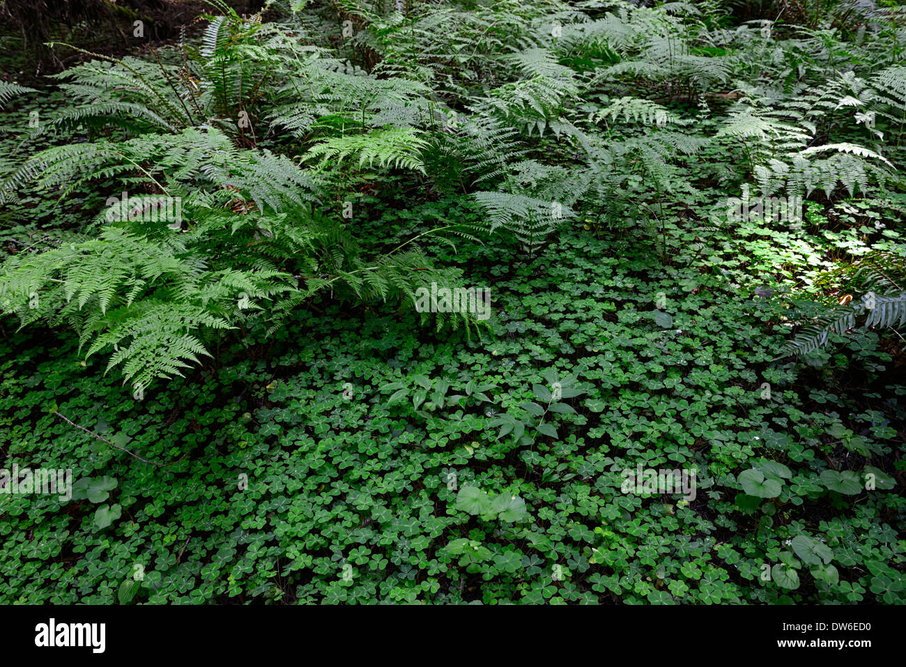 Oxalis oregana wood sorrel dense ground cover groundcover forest floor ...