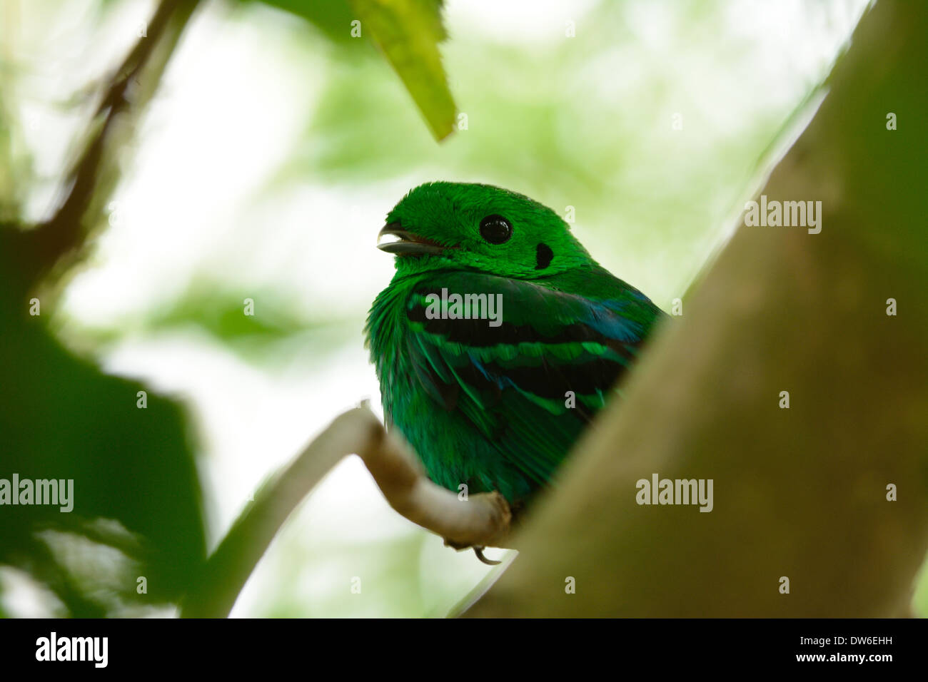 Green calyptomena hi-res stock photography and images - Alamy