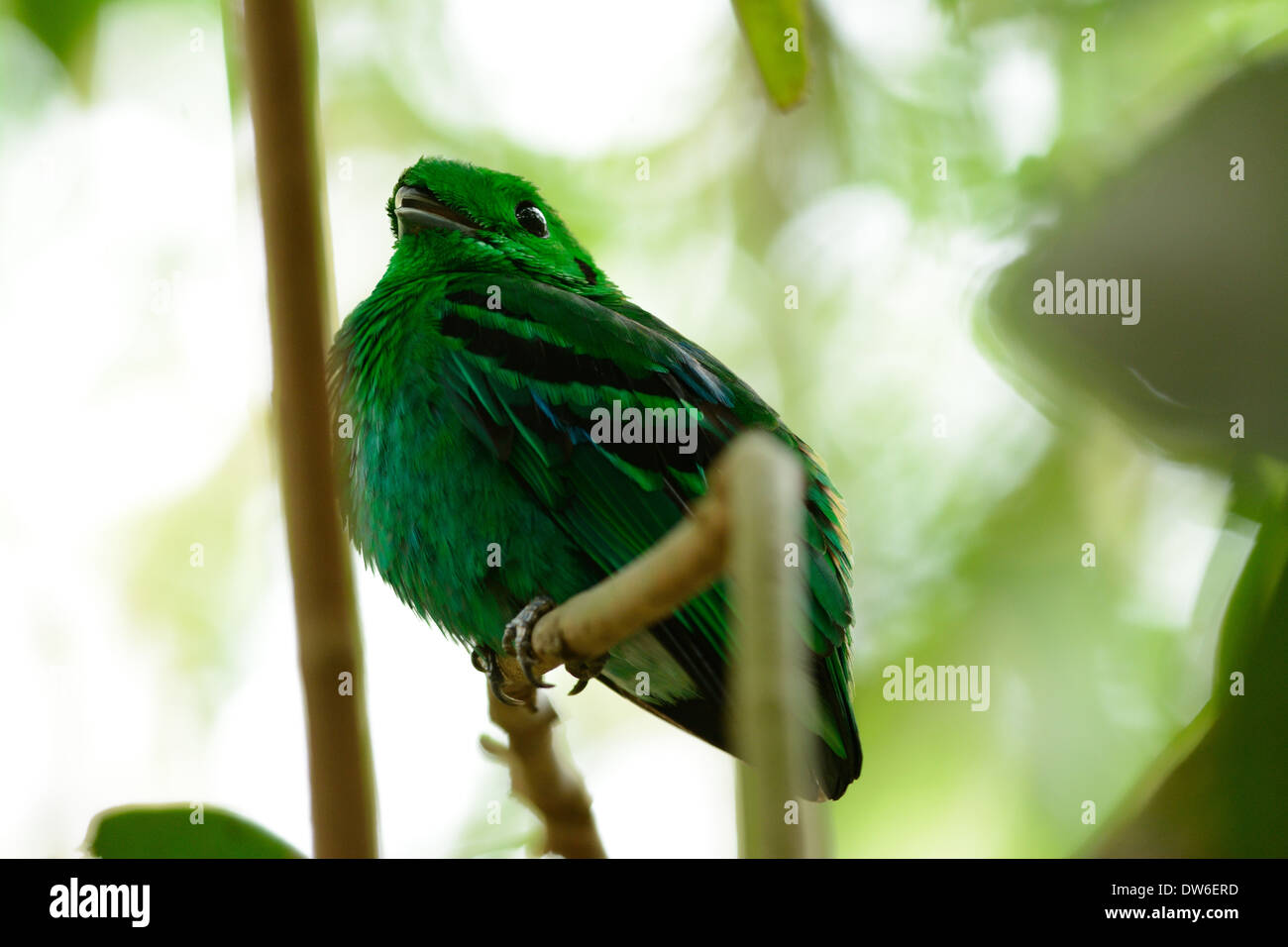 Calyptomena hi-res stock photography and images - Alamy