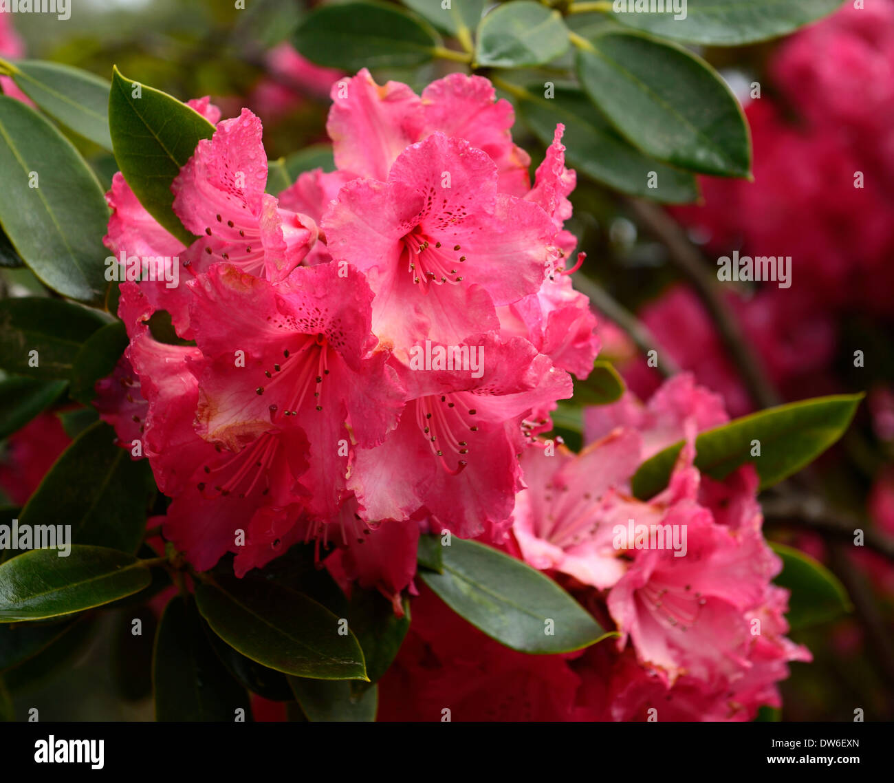 Rhododendron red bloom flower hi-res stock photography and images - Alamy