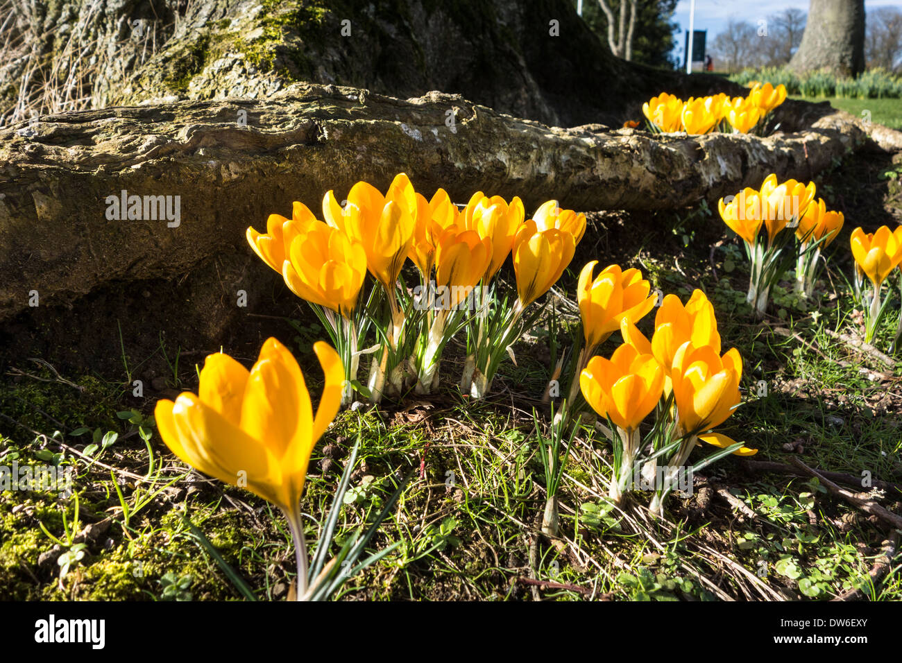 Golden Tree Roots High Resolution Stock Photography and Images - Alamy