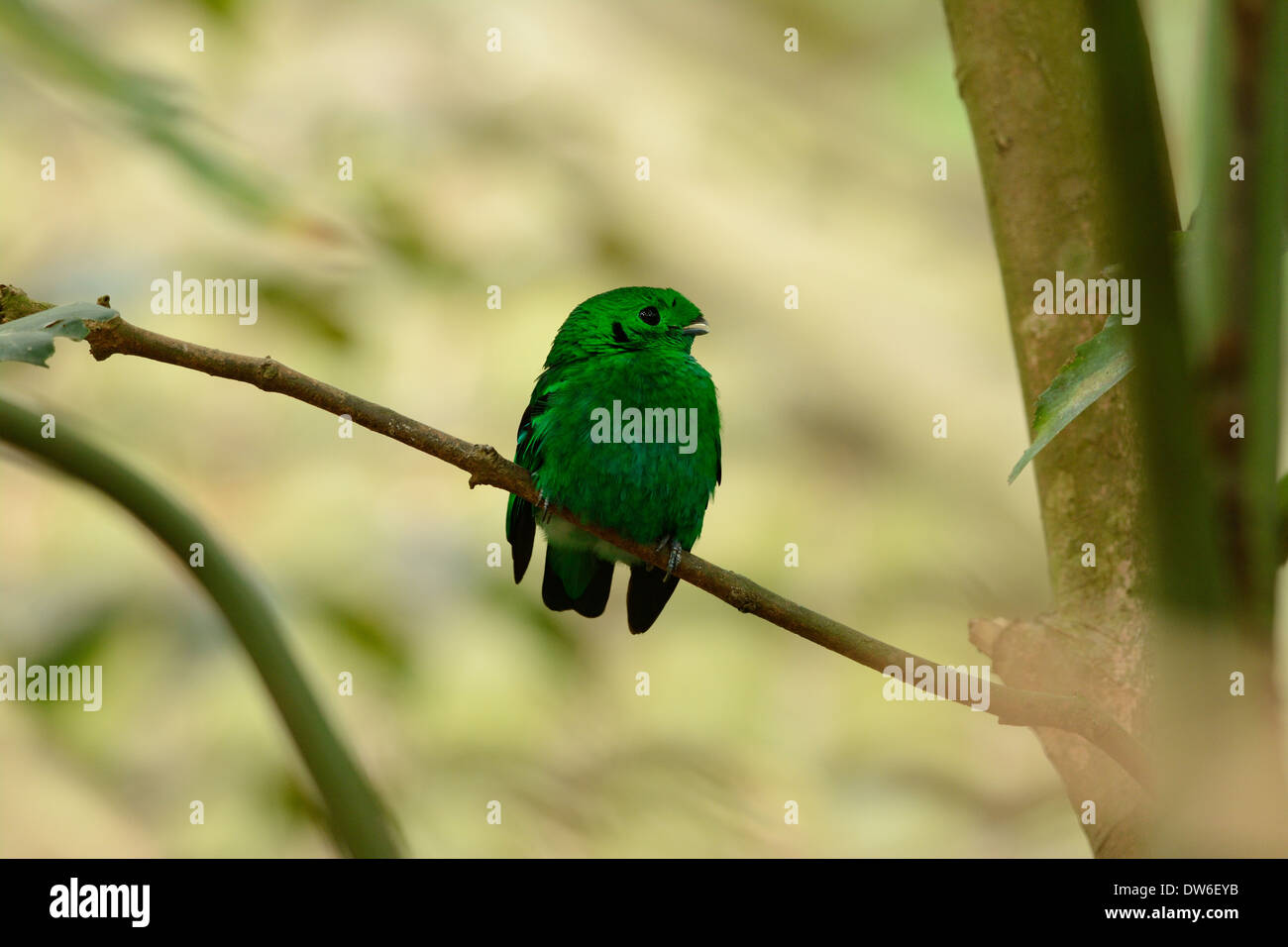 Calyptomena viridis hi-res stock photography and images - Alamy