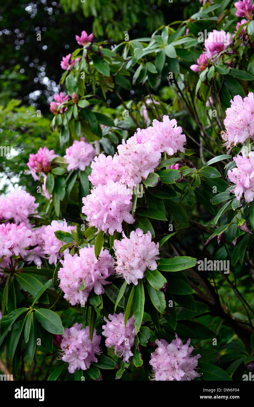 rhododendron mrs e c stirling pink flowers flower flowering evergreen ...