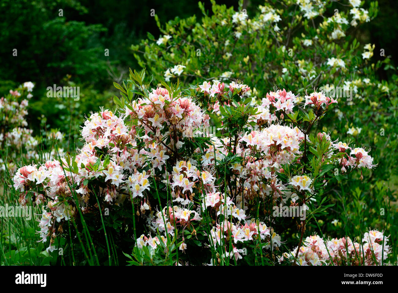 rhododendron occidentale western azalea white pink flowers flower ...