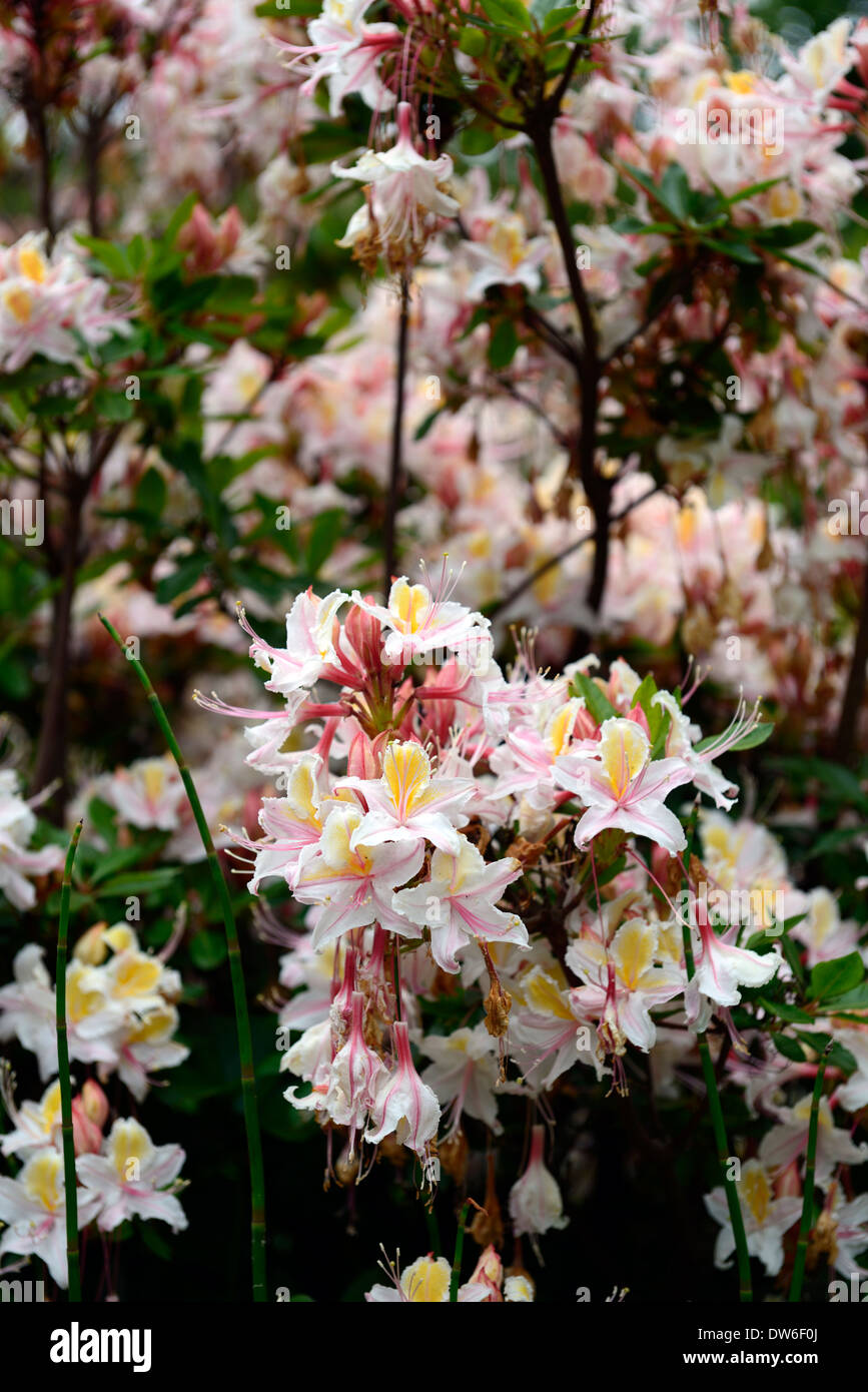 rhododendron occidentale western azalea white pink flowers flower ...