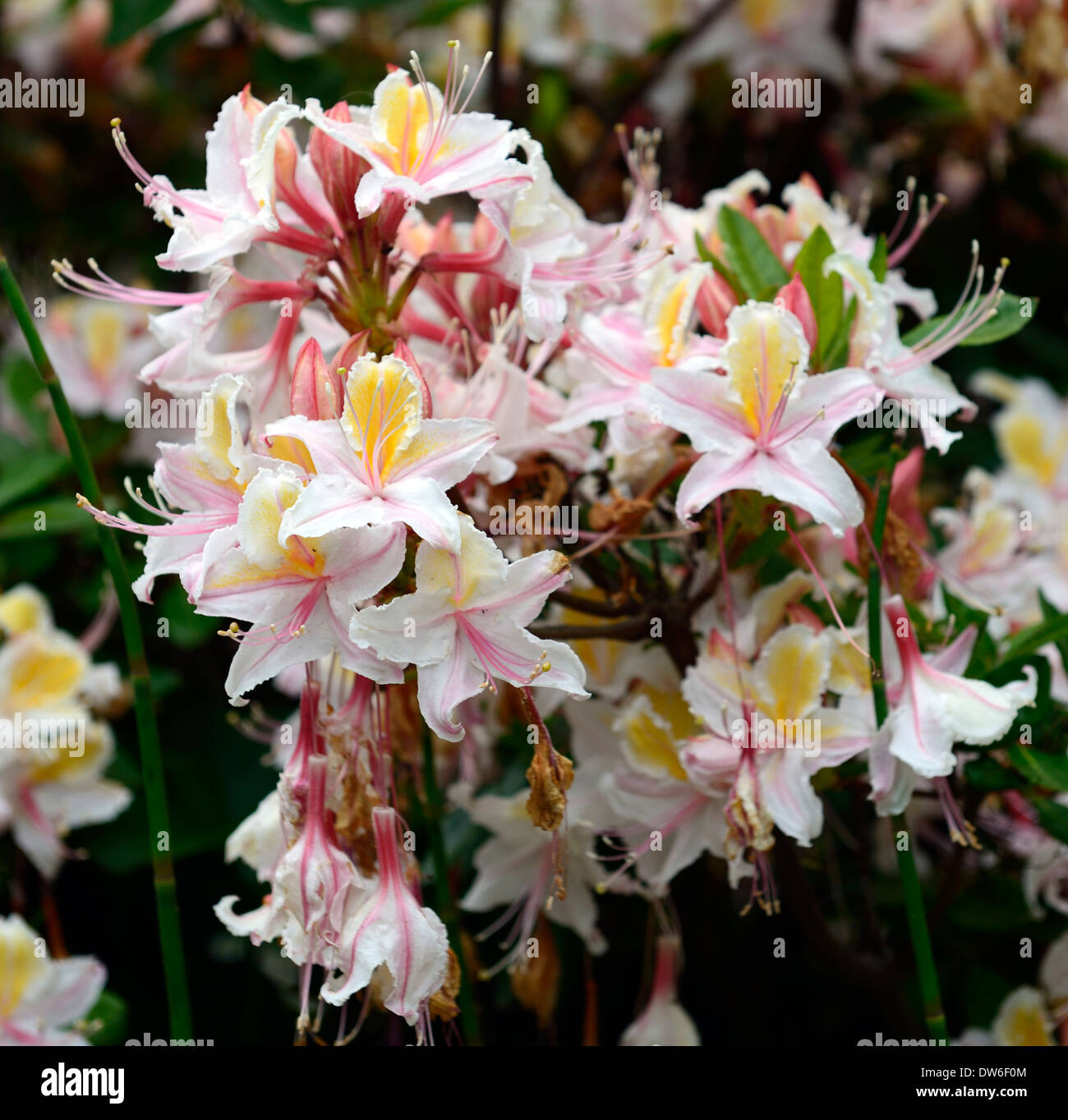 rhododendron occidentale western azalea white pink flowers flower ...