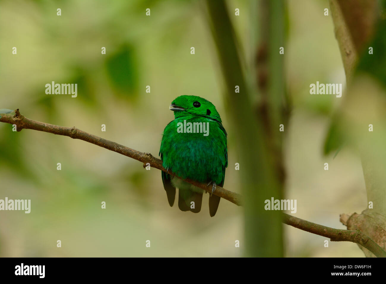 Calyptomena viridis hi-res stock photography and images - Alamy