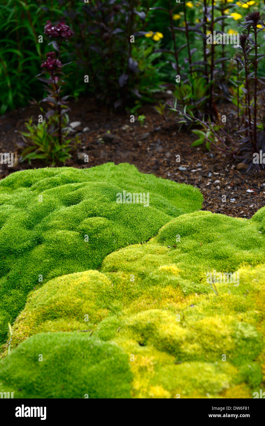 scleranthus biflorus groundcover plants foliage leaves green evergreens ...