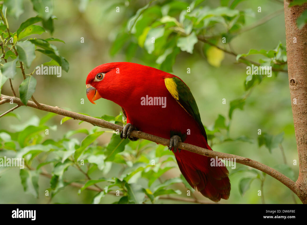 beautiful Chattering Lory (Lorius garrulus) at tree top Stock Photo - Alamy
