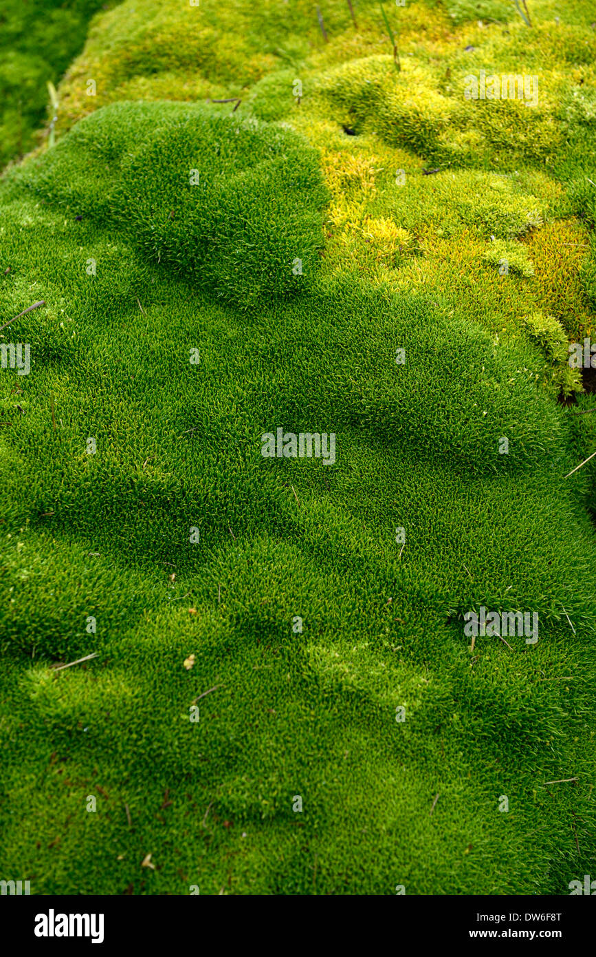 scleranthus biflorus groundcover plants foliage leaves green evergreens ...