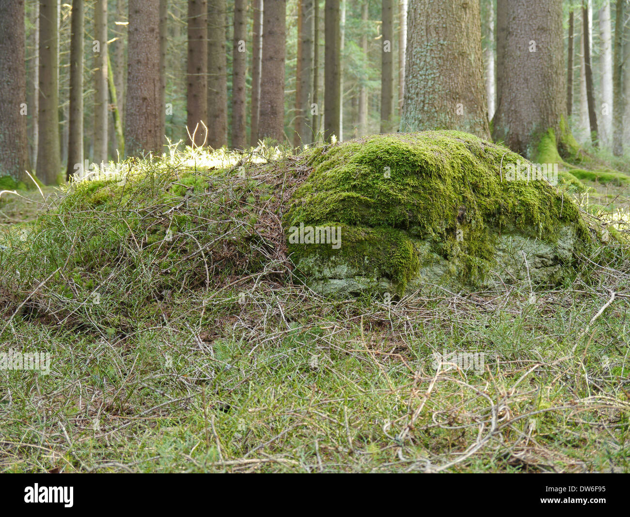 mossy wood ground Stock Photo - Alamy
