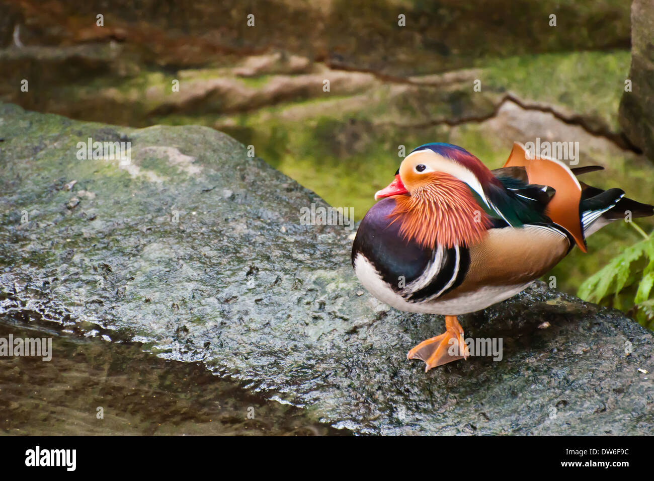 Asian duck species hi-res stock photography and images - Alamy