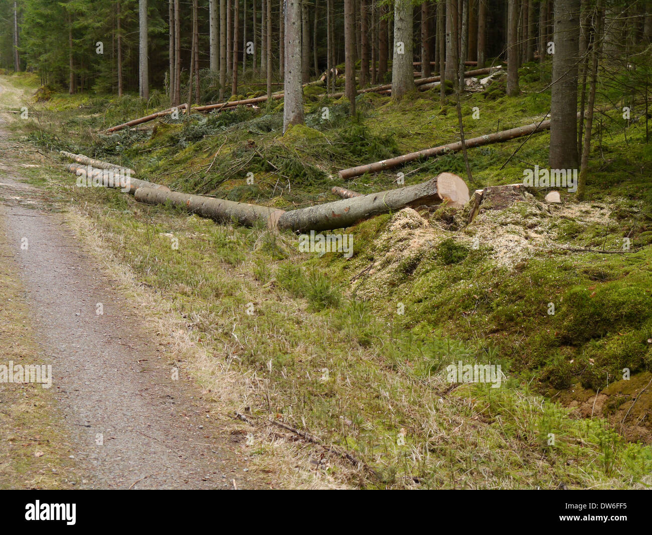 Forest road with long logs Stock Photo - Alamy