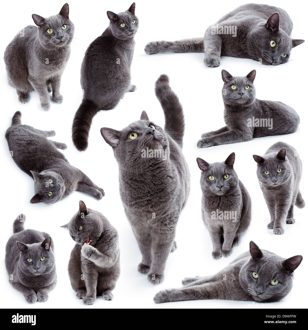 Compilation of green eyed Maltese cat also known as the British Blue on ...
