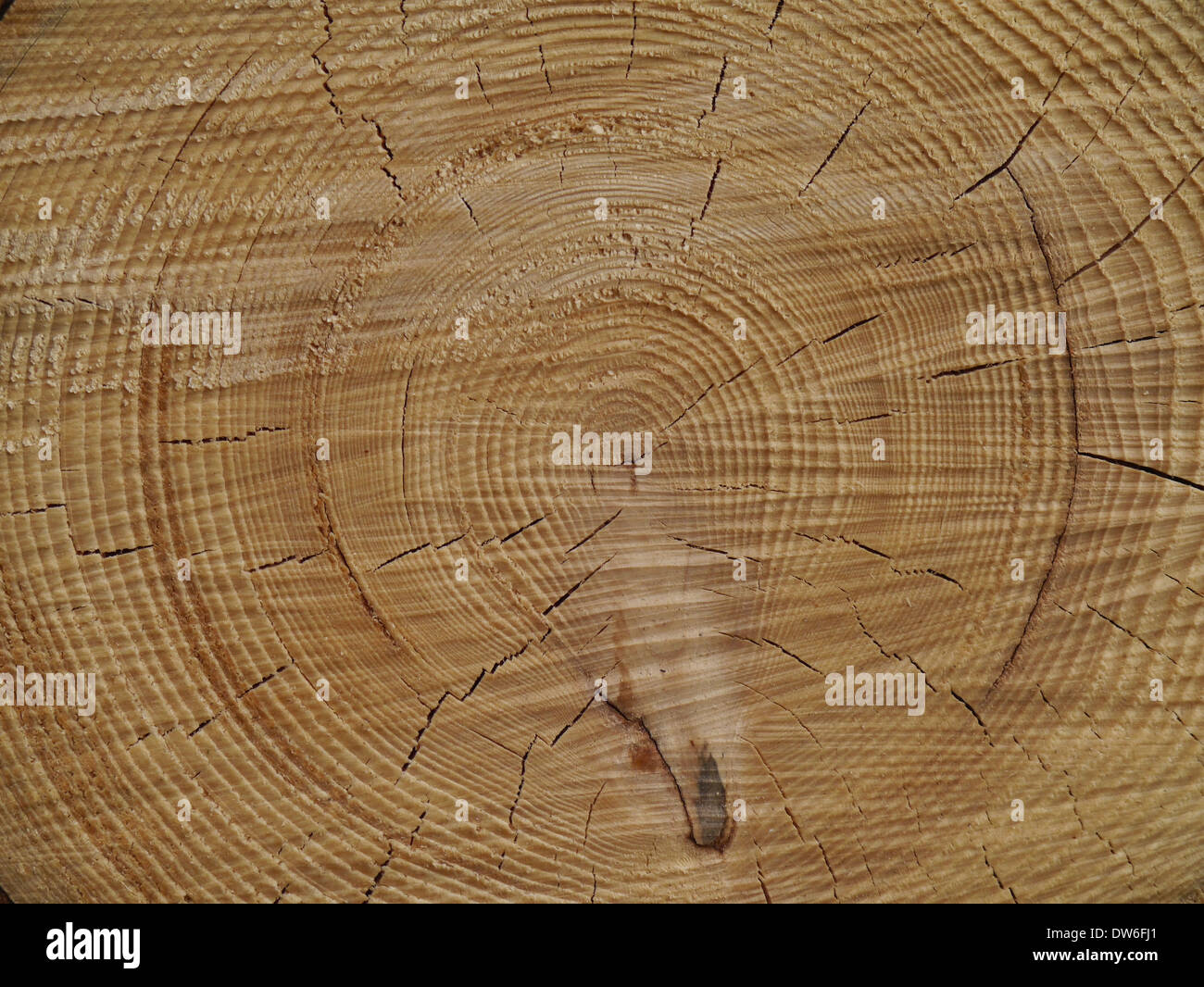 close-up wooden cut texture Stock Photo - Alamy