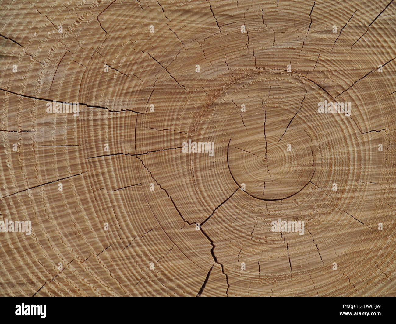 close-up wooden cut texture Stock Photo - Alamy