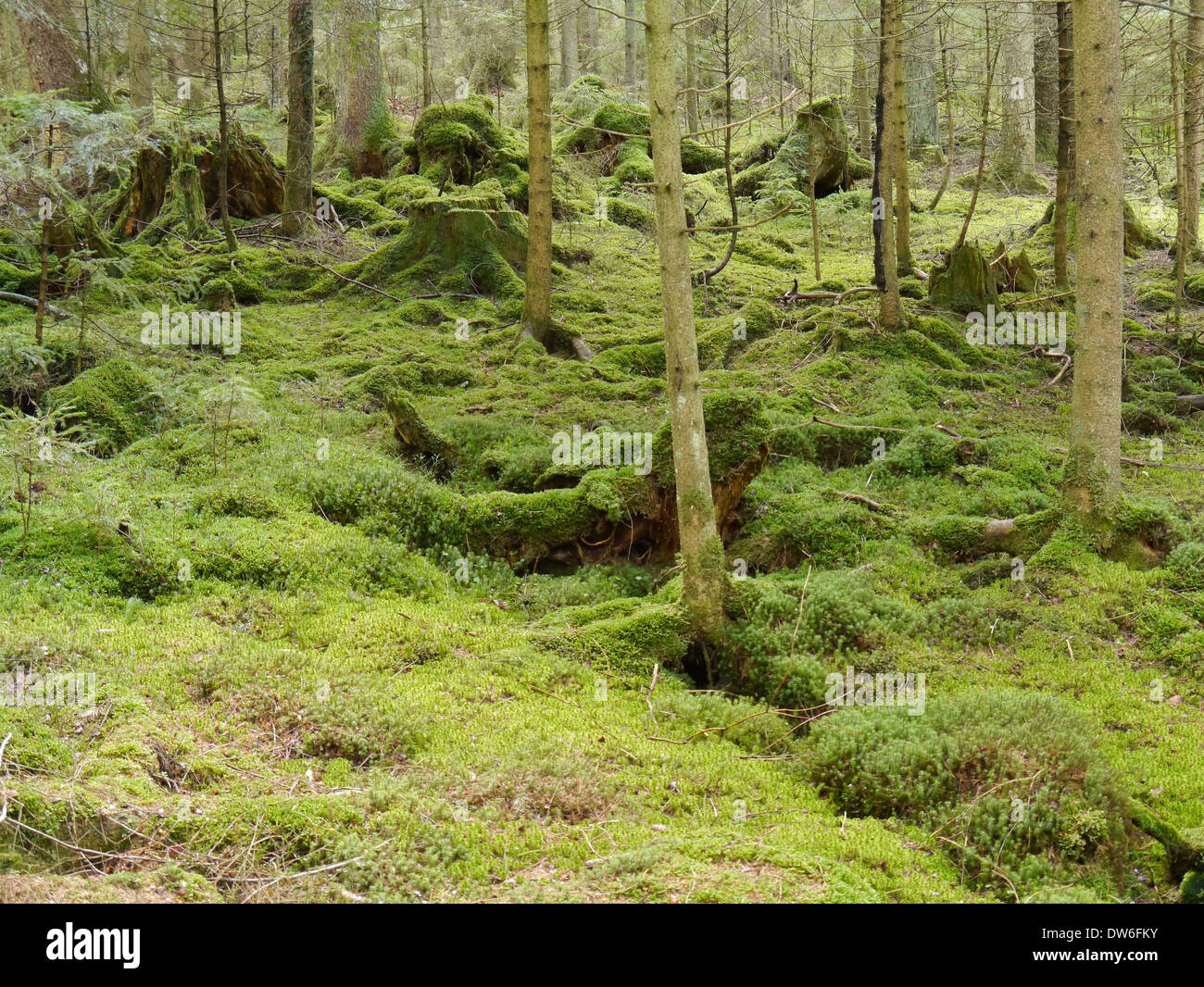 mossy wood ground Stock Photo - Alamy