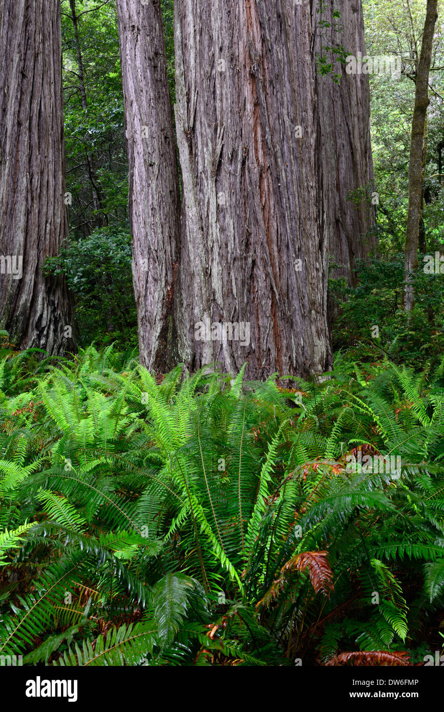Redwood Forest Floor Stock Photos & Redwood Forest Floor Stock Images ...