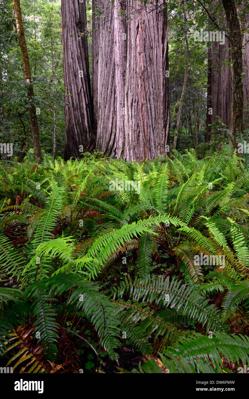 Undergrowth forest floor Del Norte Coast Redwood State Park sword fern ...