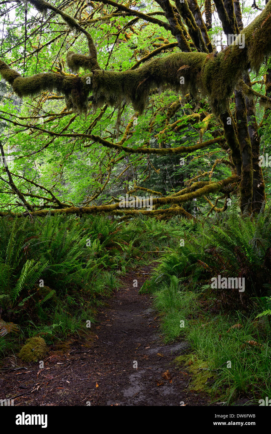 Trail Undergrowth forest floor Del Norte Coast Redwood State Park sword ...