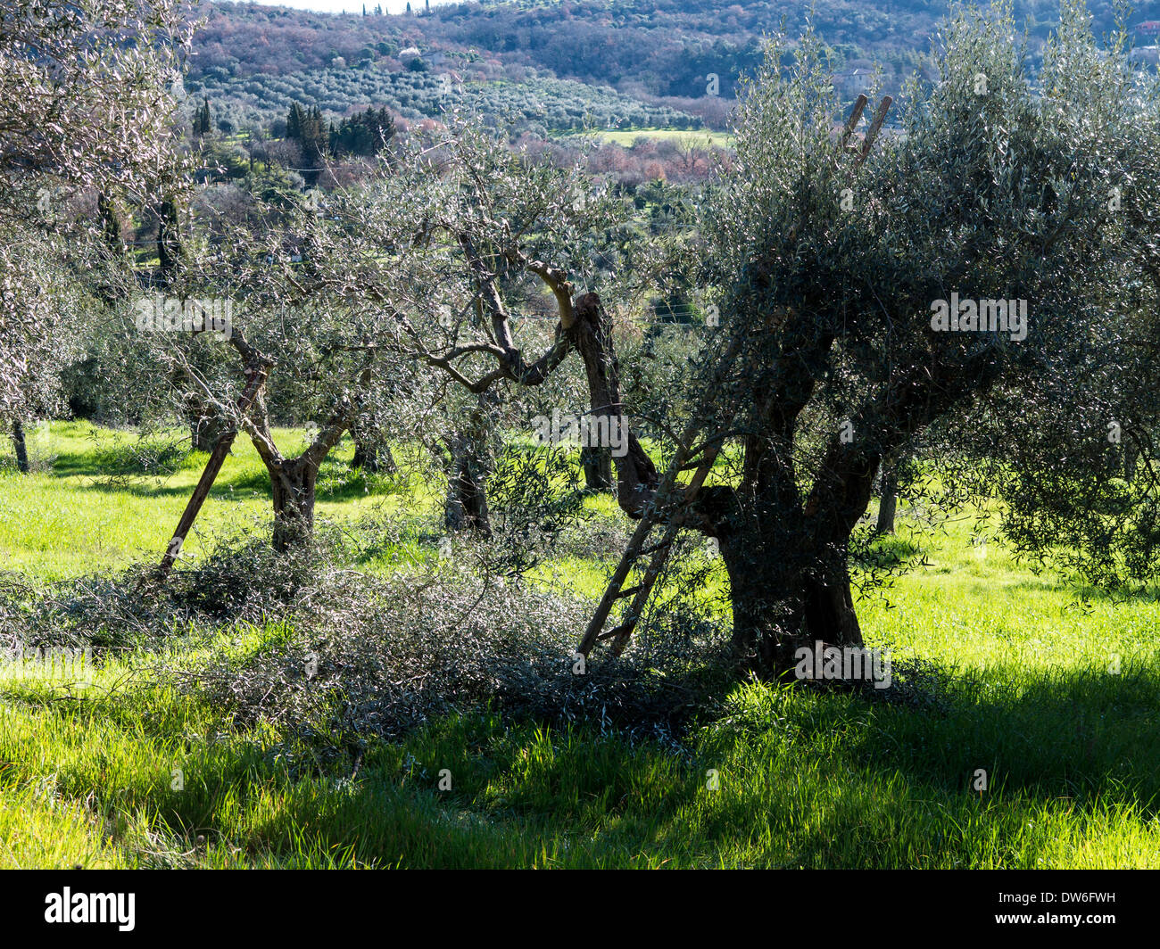 Pruned olive tree hi-res stock photography and images - Alamy