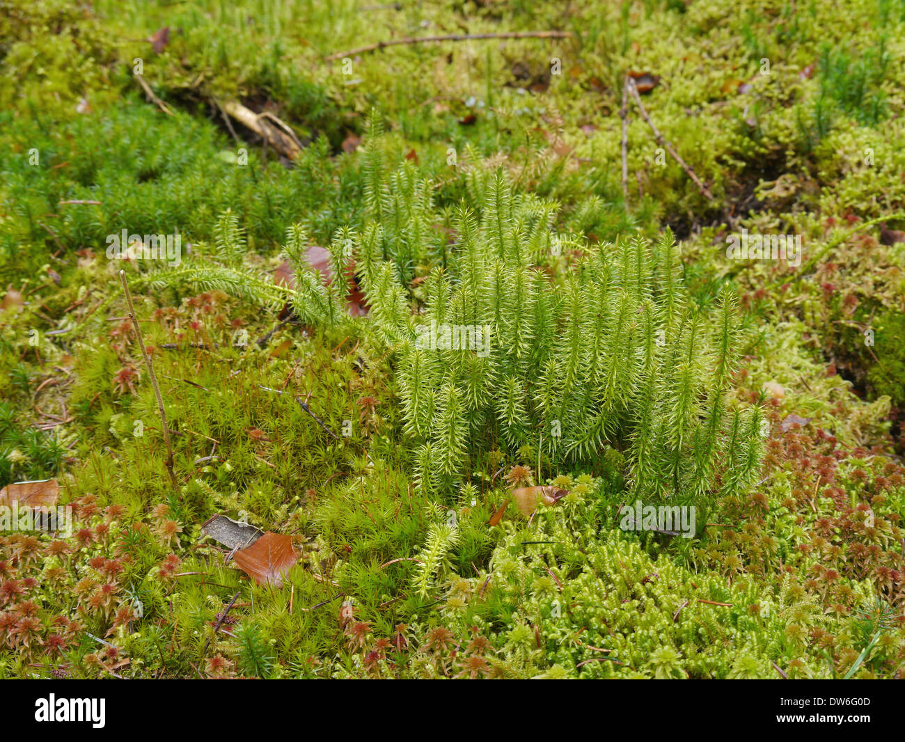 stiff clubmoss (Lycopodium annotinum) on forest ground Stock Photo - Alamy