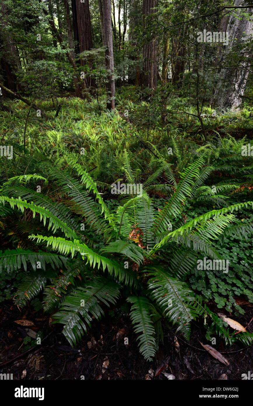 Redwood Forest Floor Stock Photos & Redwood Forest Floor Stock Images ...