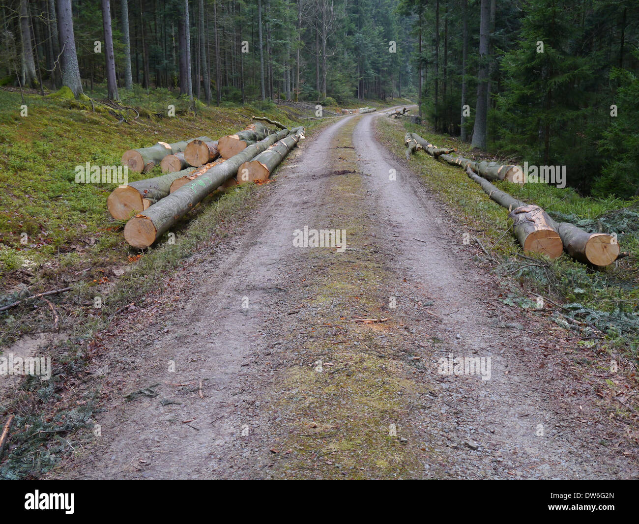 Forest road with long logs Stock Photo - Alamy