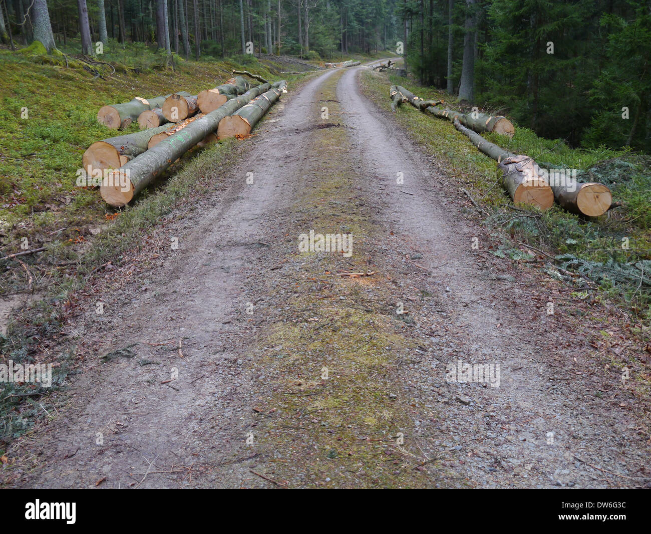 Forest road with long logs Stock Photo - Alamy